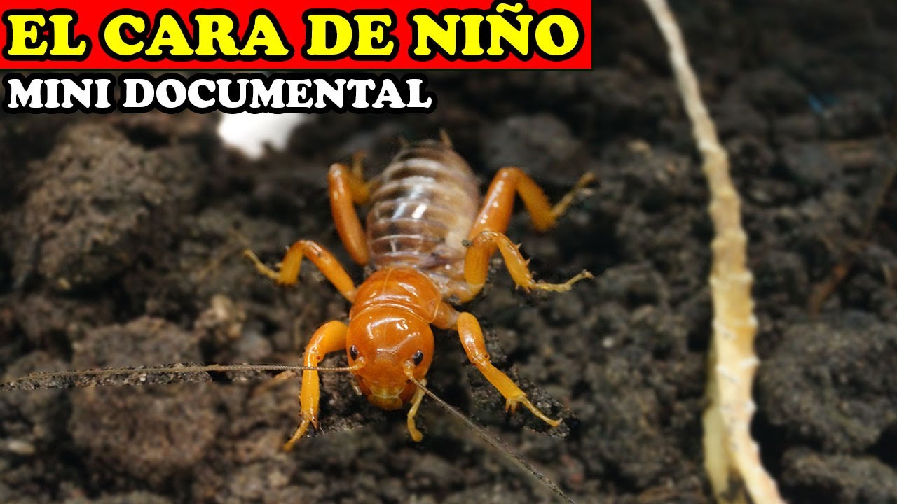 El Cara De Niño ¿Venenoso? - ¿Peligroso? - Todo Lo que Debes Saber ...