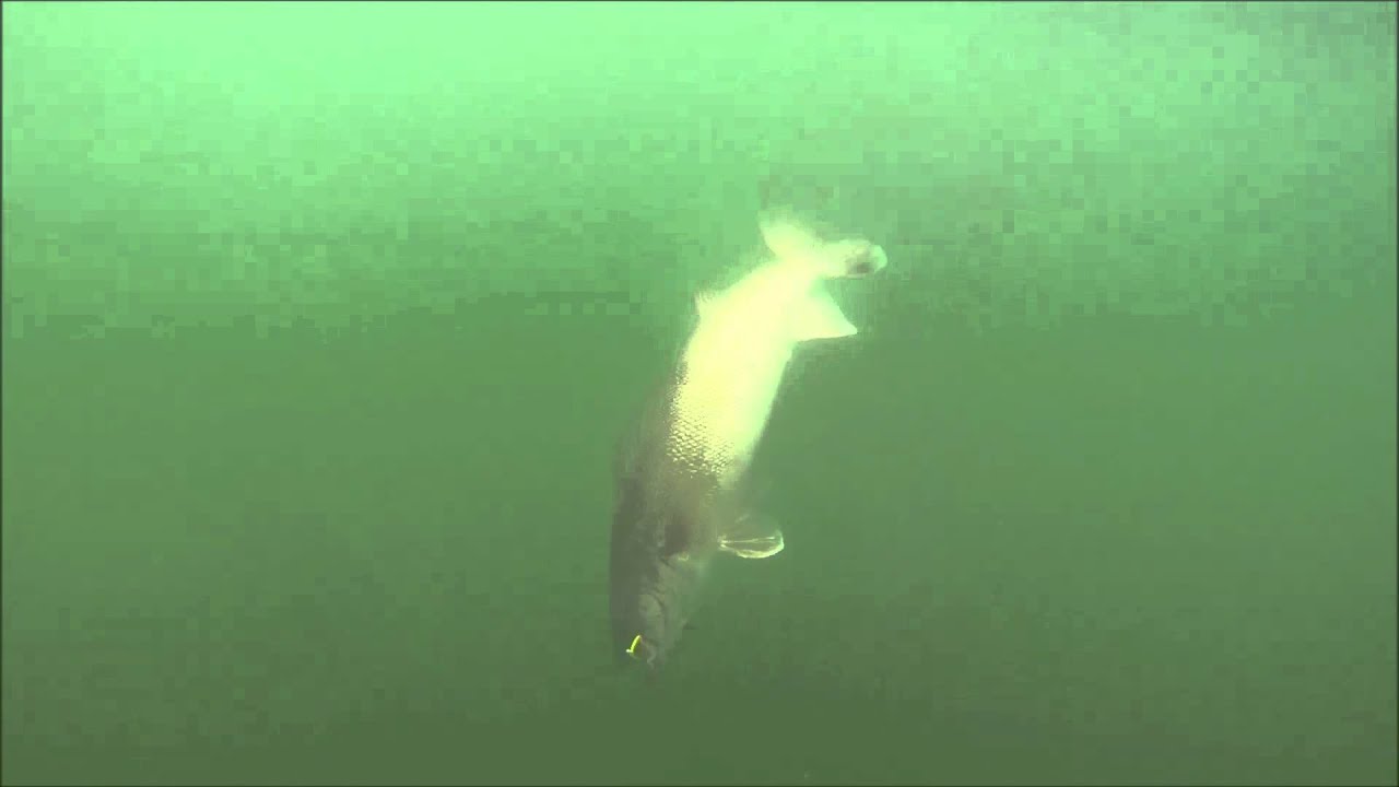 Fish Flash for Walleyes is a killer on the Great Lakes!! - YouTube