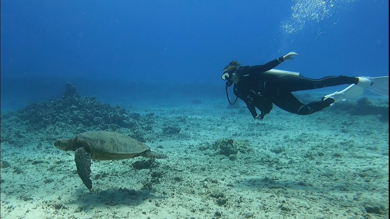 Oahu Hawaii | Family Scuba Diving | Sea Turtles, Coral Fish & Eels ...