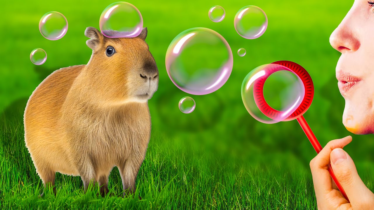 My Capybara Reacts To Blowing Bubbles! - YouTube