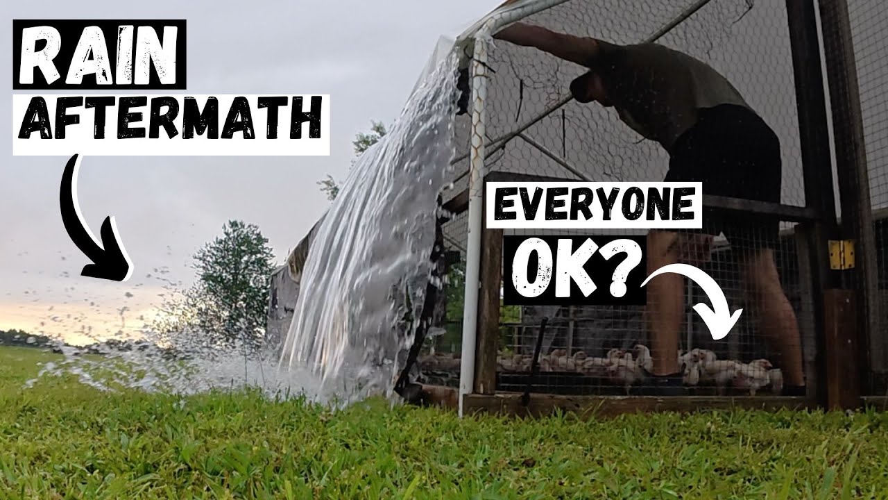 Torrential Rain Hit the Farm — Are the Animals OK?! - YouTube