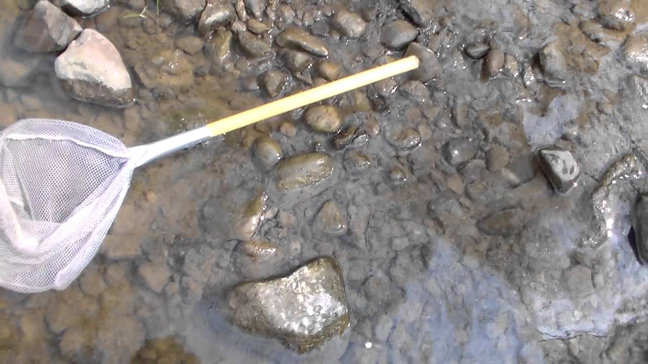 Crawfish Hunting Episode 4 - YouTube