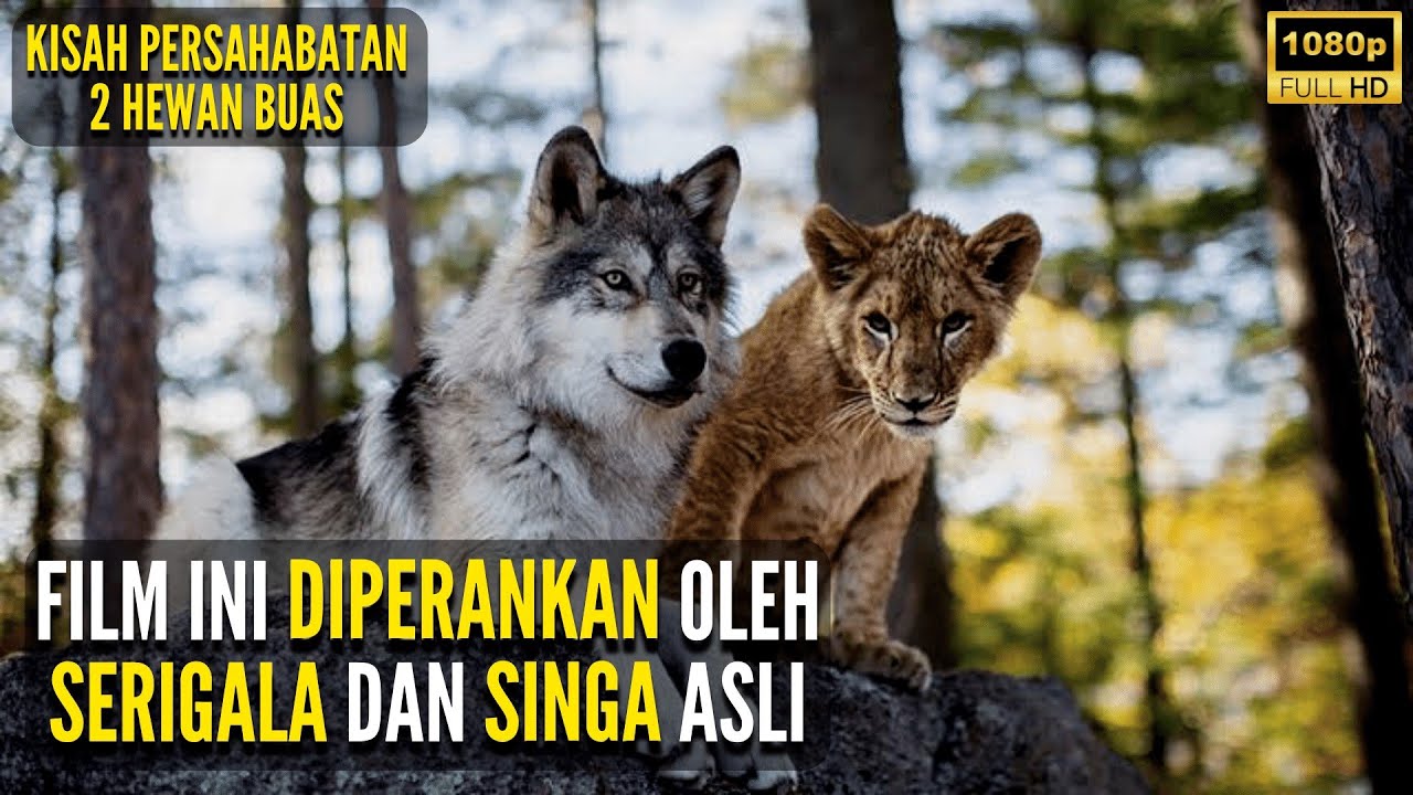 SINGA DAN SERIGALA YANG MENJADI SAHABAT KARNA DIPELIHARA Alur Cerita ...