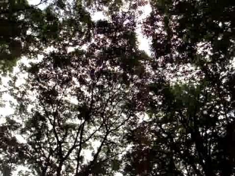 Sound of Cicada insects in the trees of Japan - YouTube