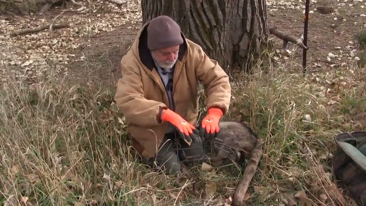 Catching coons with conibears Part 1 - YouTube