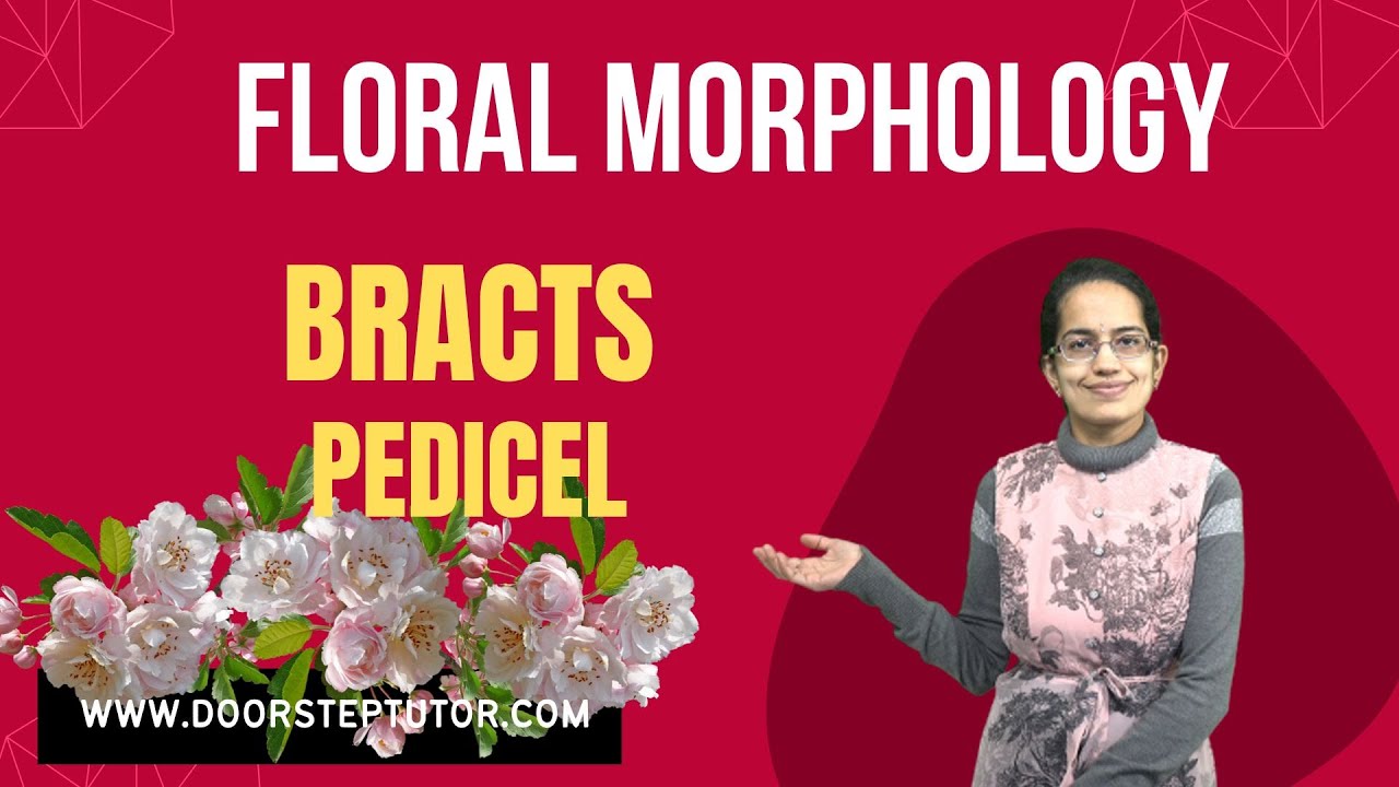 Floral Morphology: Pedicel or Stalk, Bracts (Foliaceous, Petaloid ...