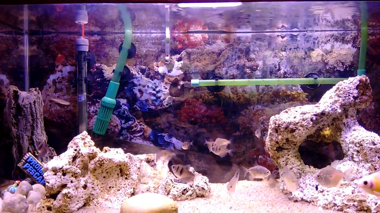 Aquário com Pacu Prata e Tetra Negro. - YouTube
