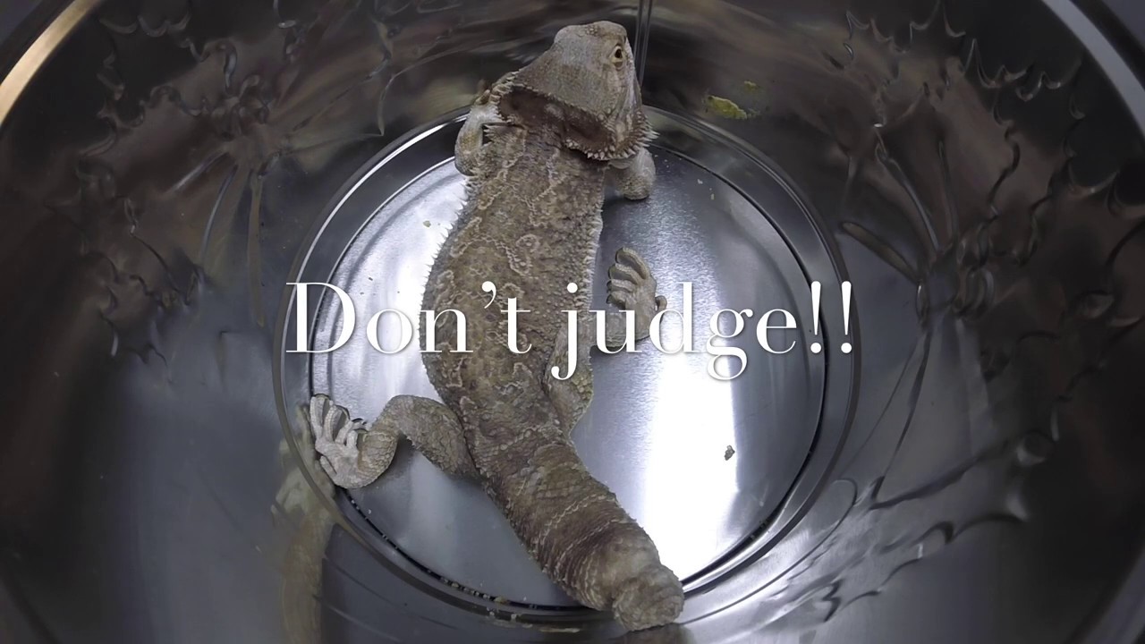 PUSCAM! BEARDED DRAGON WITH HEMIPENITIS GETS SPERM PLUGS REMOVED AND ...