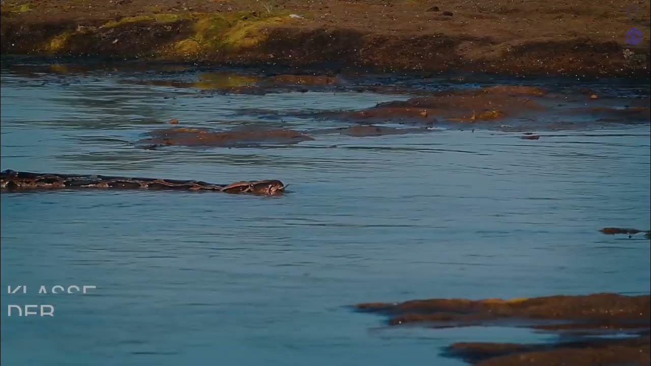 Asian Python - Bardiya National Park, Nepal - YouTube
