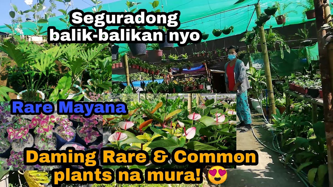 Presyong balik-balikan Rare & Common plants ang mura || Plant hunting ...