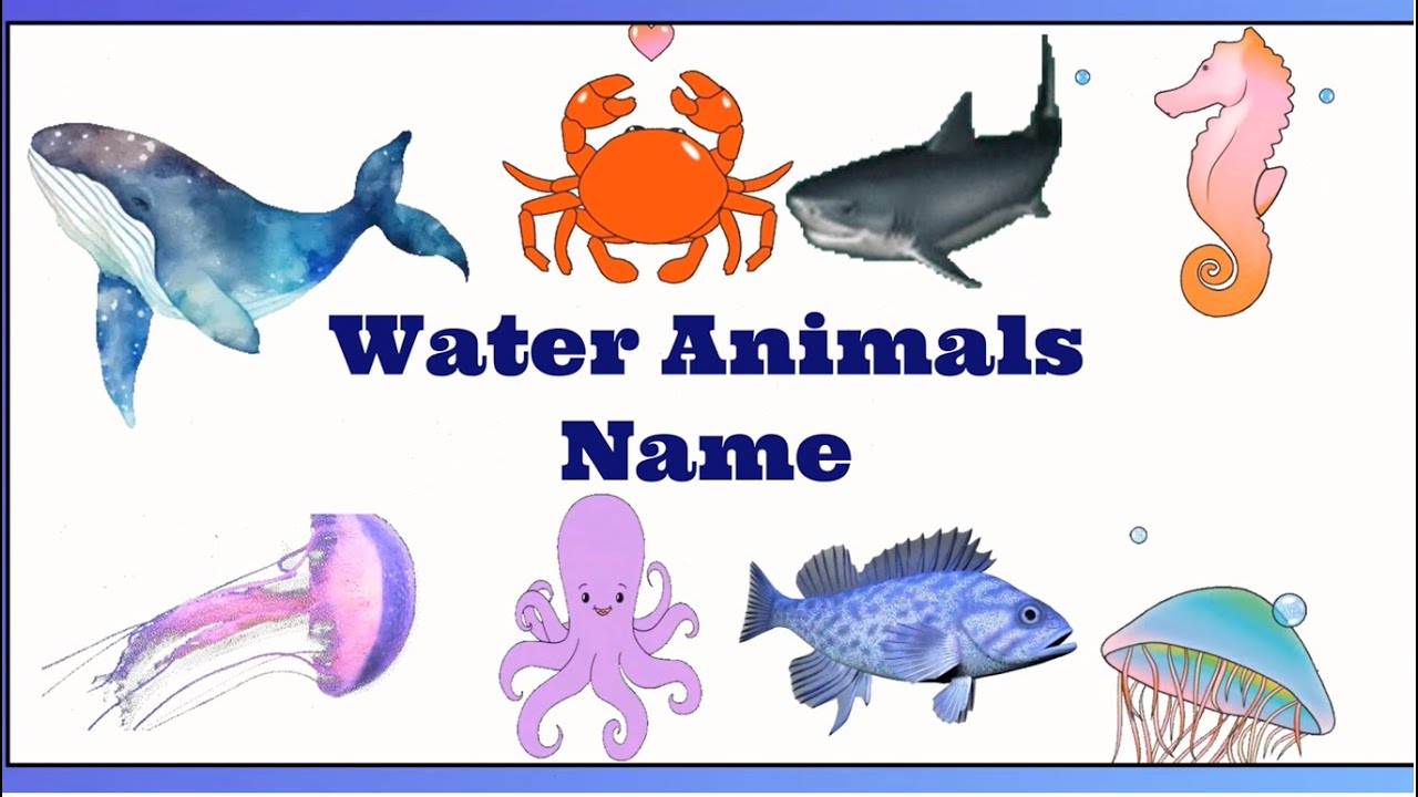 20 Water Animals Name In English With Pictures Learn Aquatic Animals 20-water-animals-name-in-english-with-pictures-learn-aquatic-animals