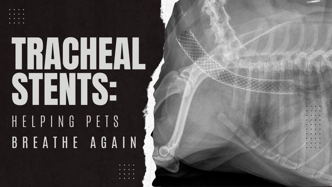 Understanding Tracheal Collapse in Dogs and Tracheal Stents - YouTube