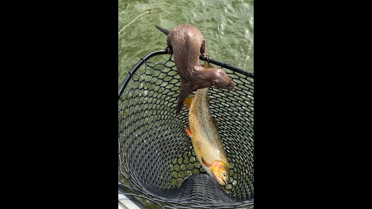 Mink attacks my fish. - YouTube