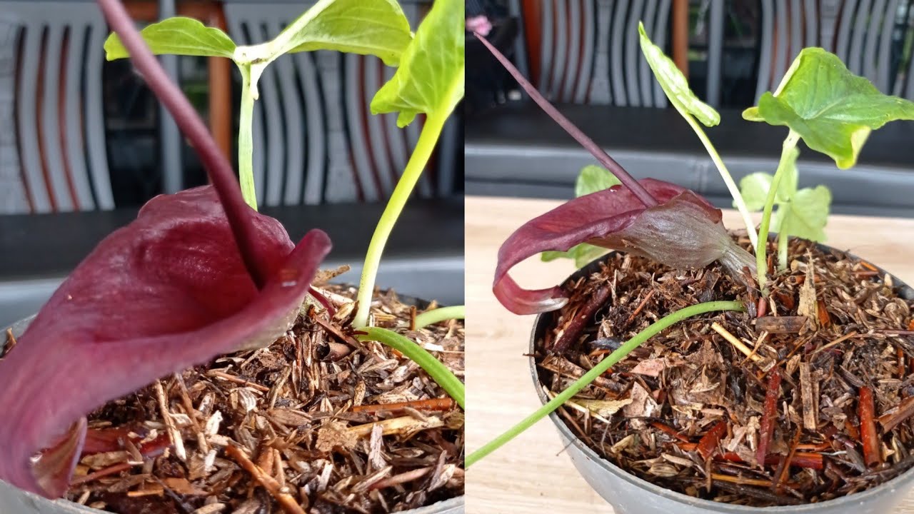 PENEMUAN Bunga Liar Bau Busuk!! TANAMAN HIAS DEPAN RUMAH - YouTube