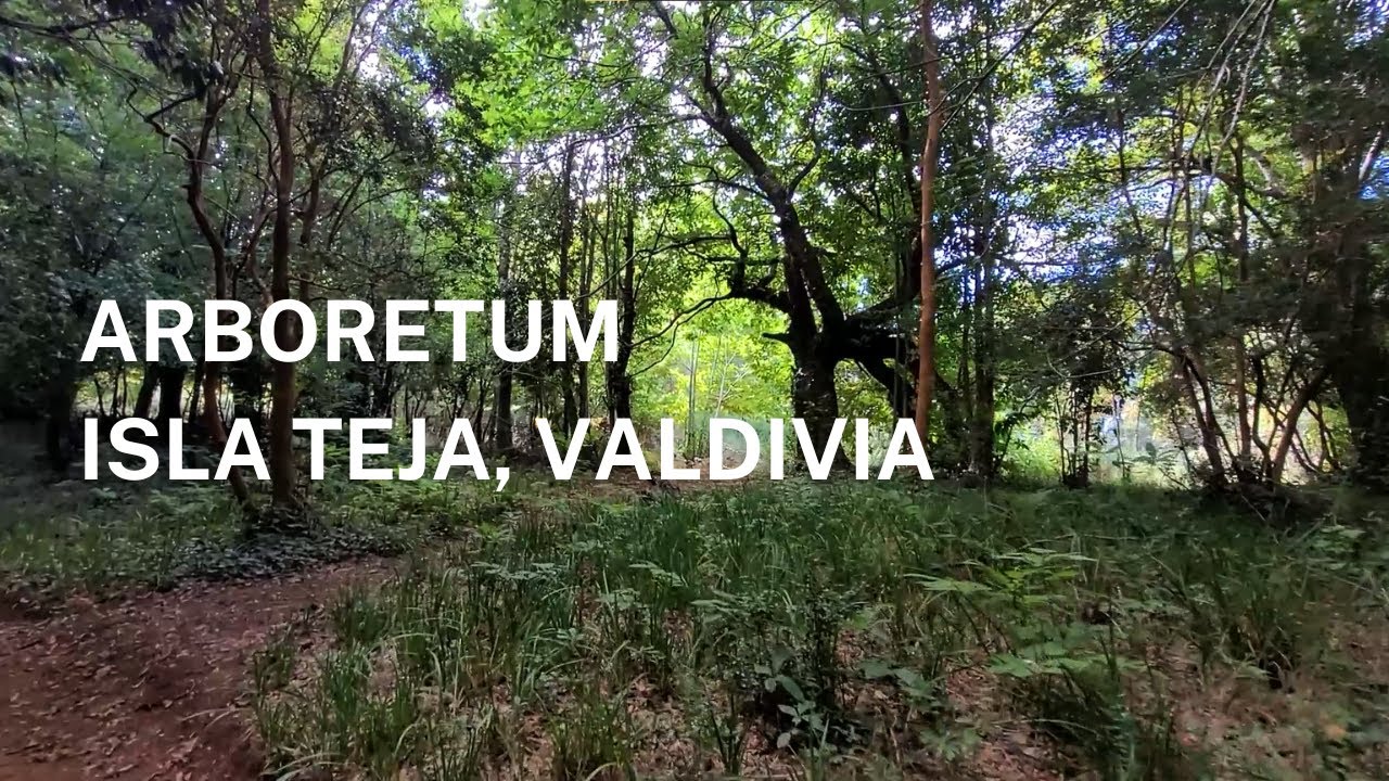 Arboretum, Valdivia | Chile | Forest walk - YouTube