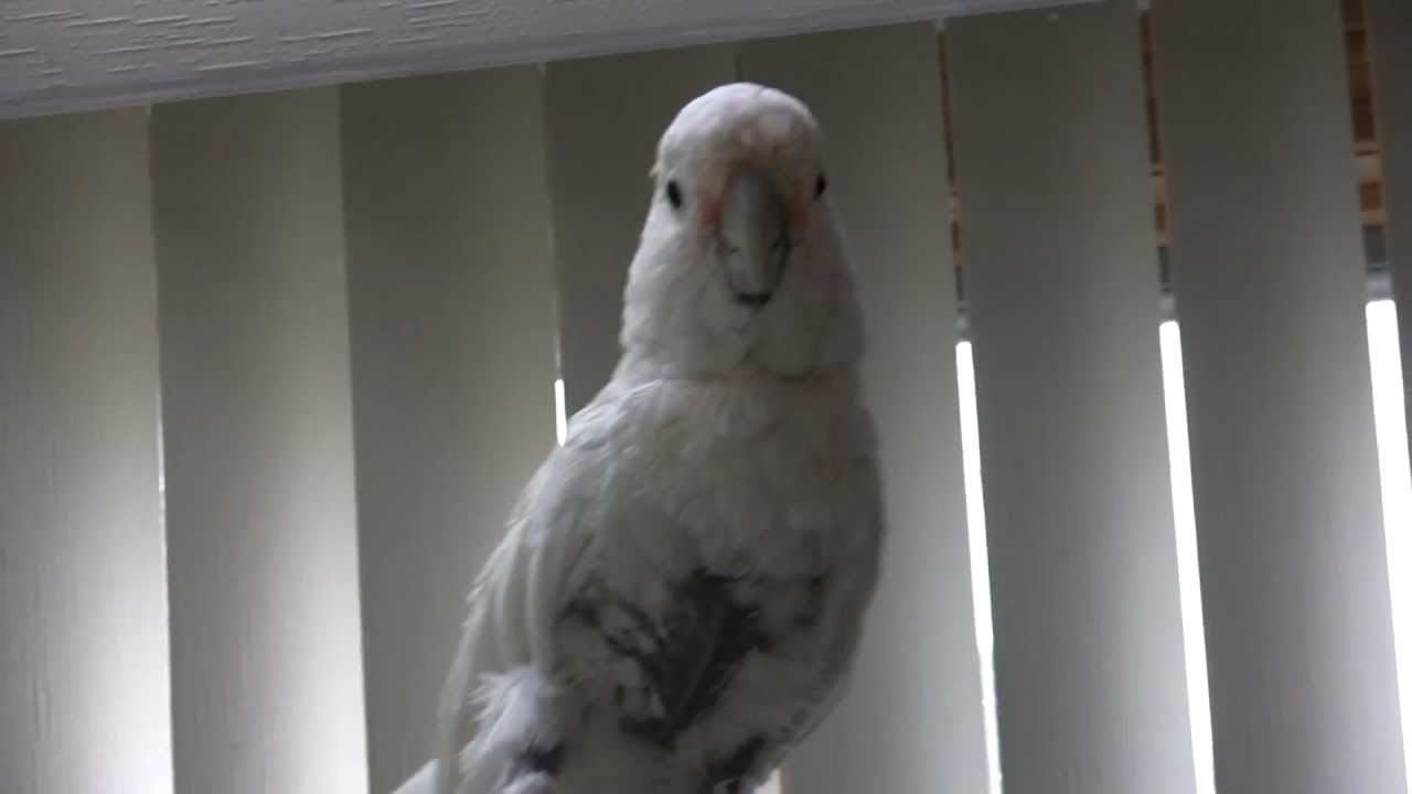 Dancing Parrot - YouTube