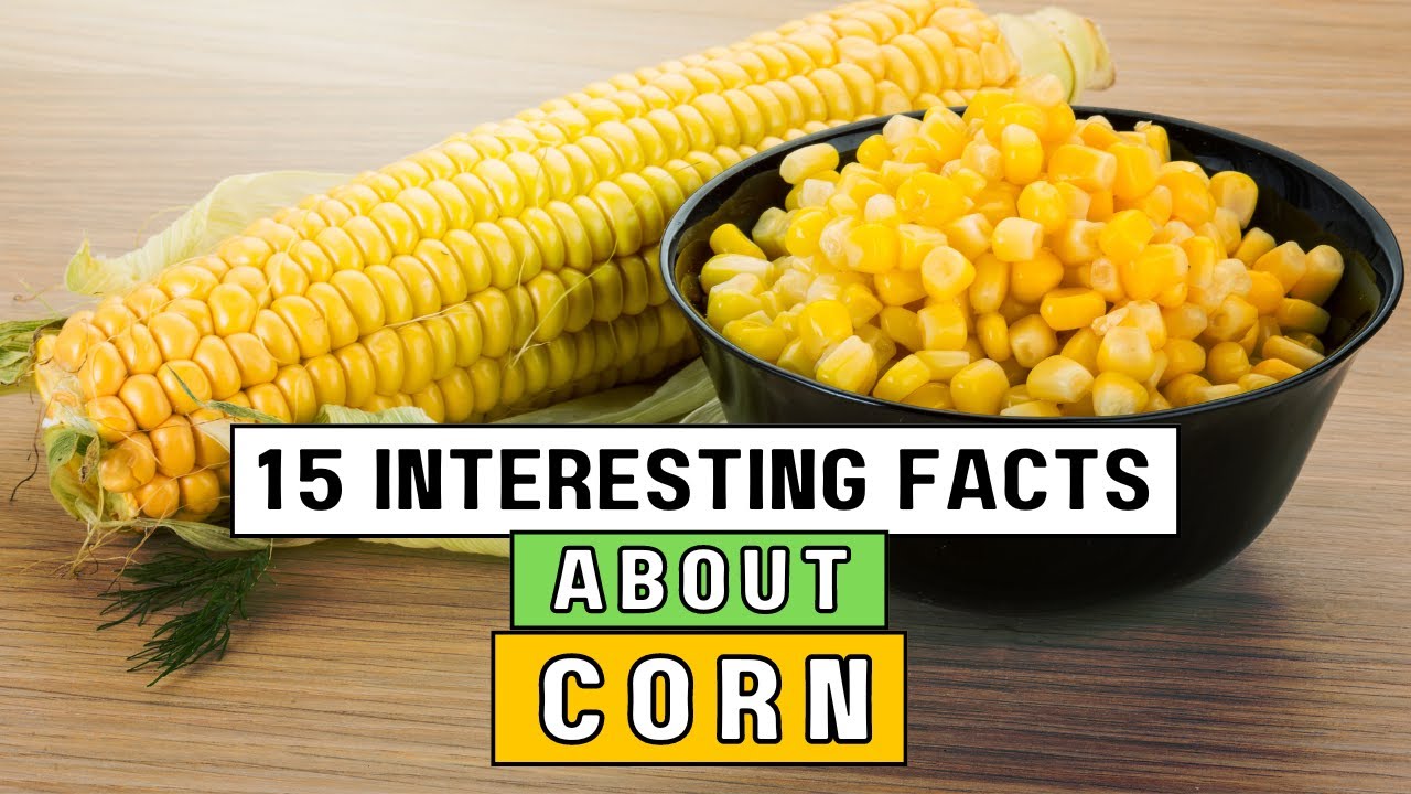 15 INTERESTING FACTS ABOUT CORN YouTube 15-interesting-facts-about-corn-youtube