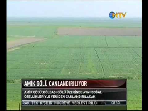amik golu