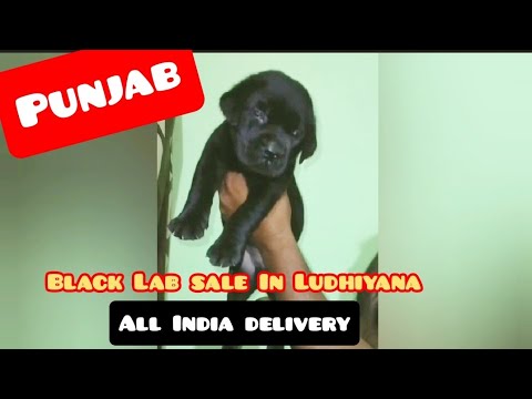 Black Labrador for sale in Ludhiyana , Punjab ! All India delivery ...