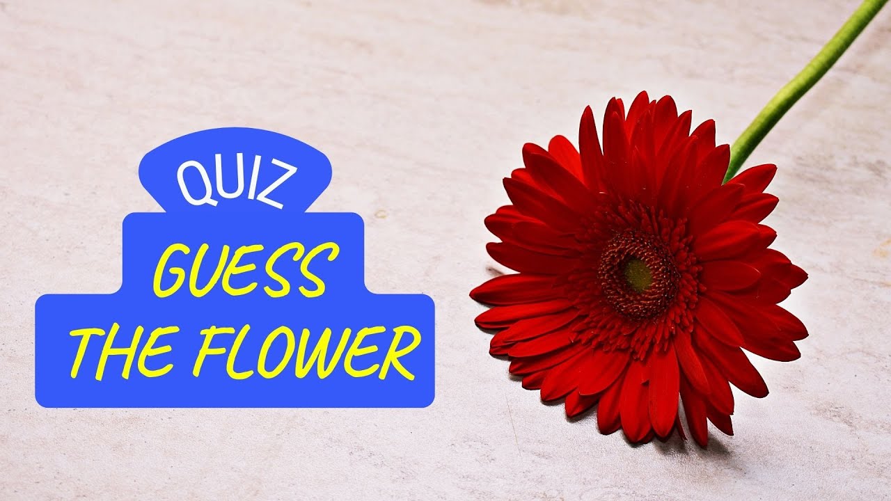 Quiz GUESS THE FLOWER BY ITS PICTURE - YouTube