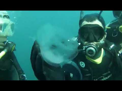 Le Sea Salp (Salpidae)