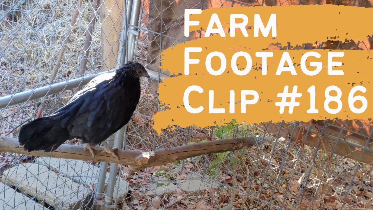 Farm Footage - Clip #186 - Crow Update - YouTube