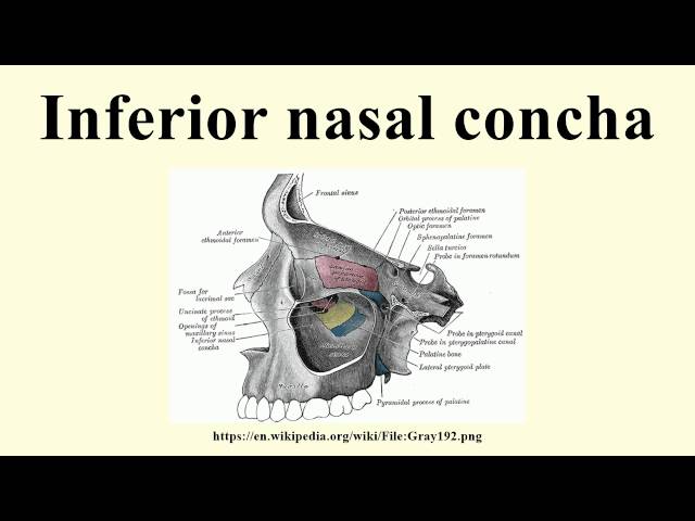 Inferior Nasal Concha