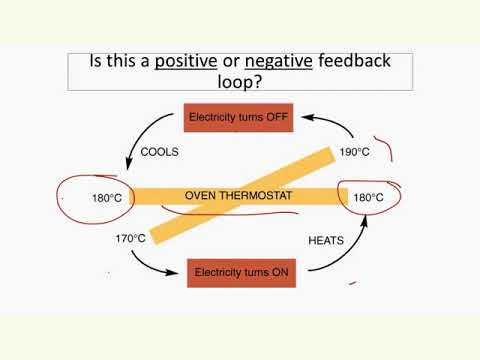 Copy of Homeostasis and feedback loops - YouTube