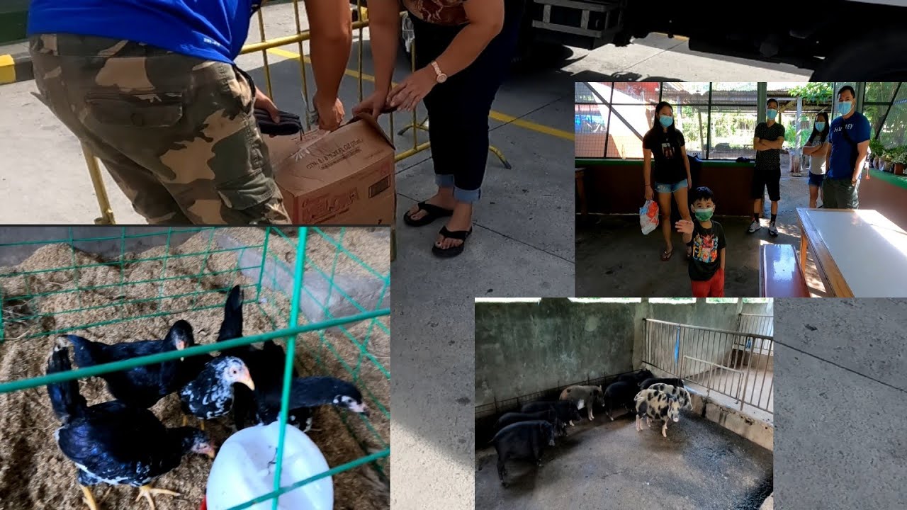 Lechon day | Bili tayo ng Paraokan chicken | May bagong mga baboy at ...