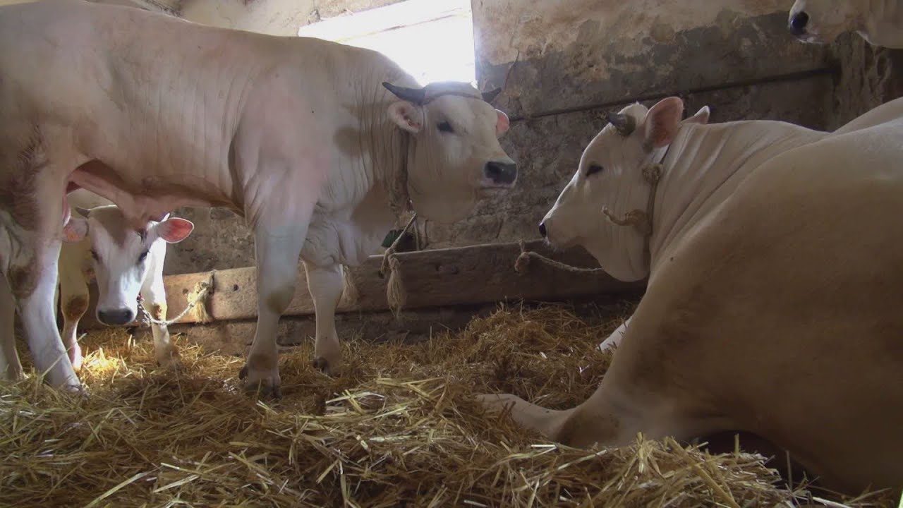 Bovini di razza chanina, torna la mostra - YouTube