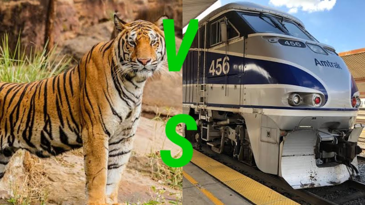 Amtrak train vs tiger / tiger win or train/ train game / universe game ...