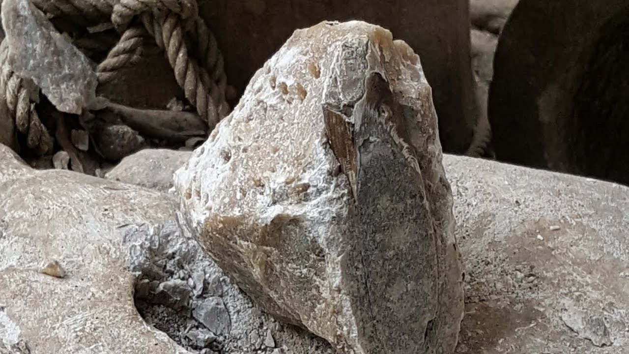 Another find with 500 Million years old calcified corals with Bivalve ...