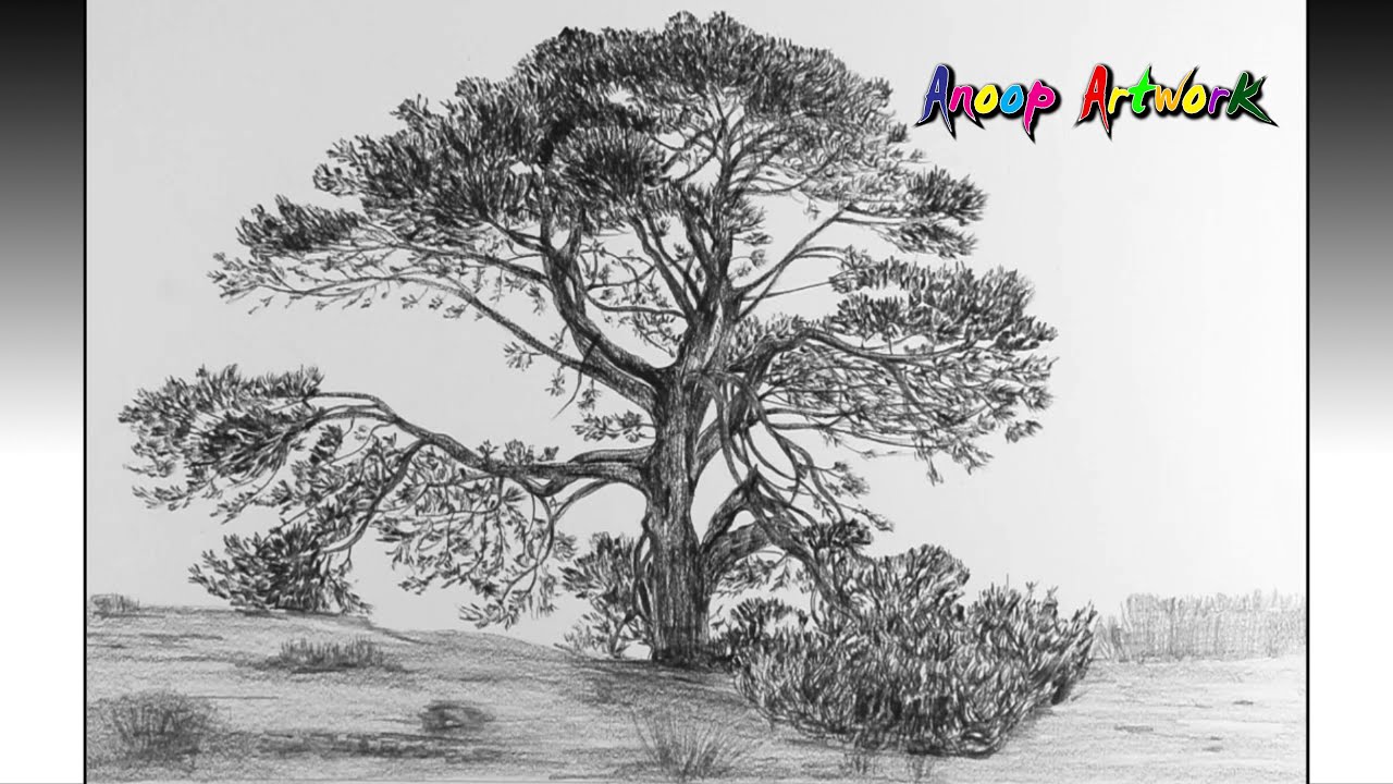 How to Draw A Tree in Pencil - YouTube