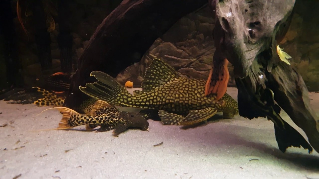 L025, L273, L075 - YouTube