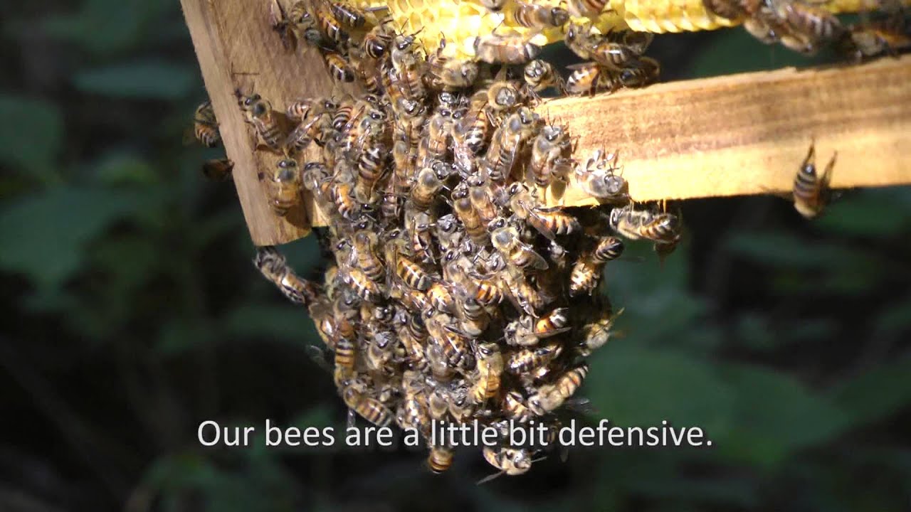 A day in the life of Erika, beekeeper and environmentalist - YouTube
