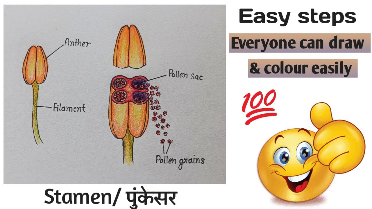 How to draw diagram of stamen | How to draw stamen diagram | Stamen ...