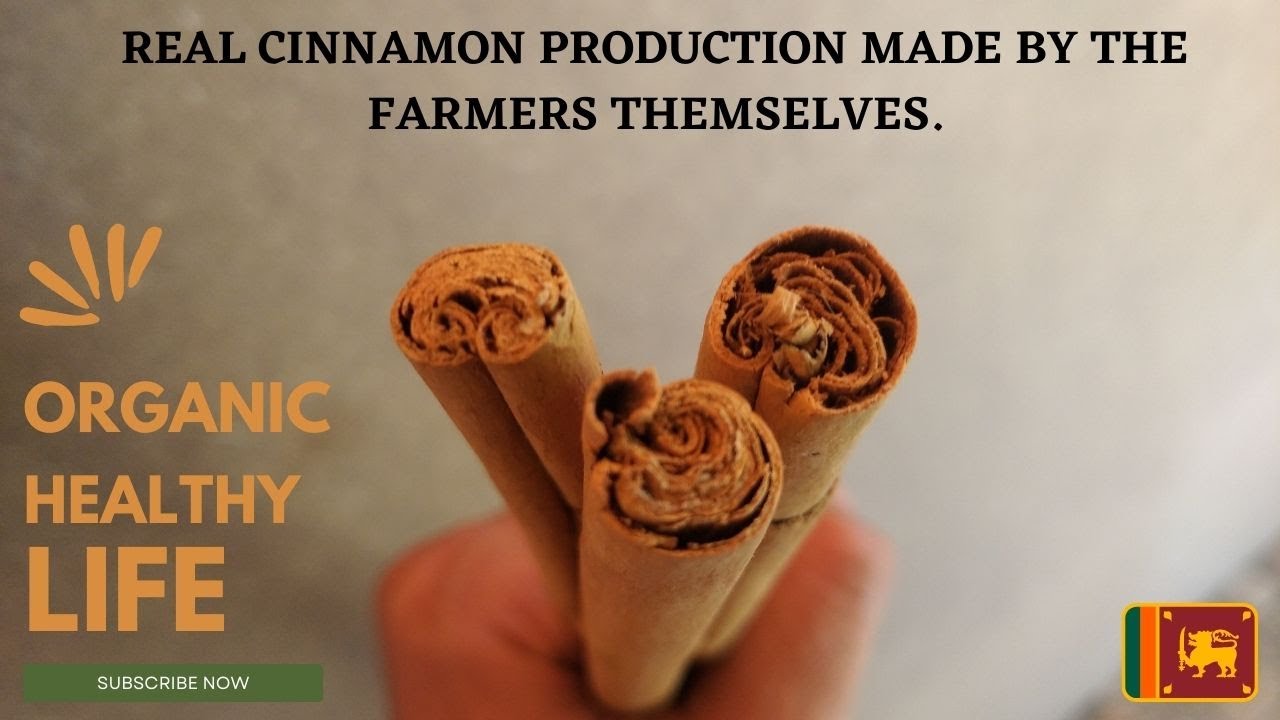 AMAZING SKILLS OF CEYLON CINNAMON FARMERS | One OF Best True Cinnamon ...
