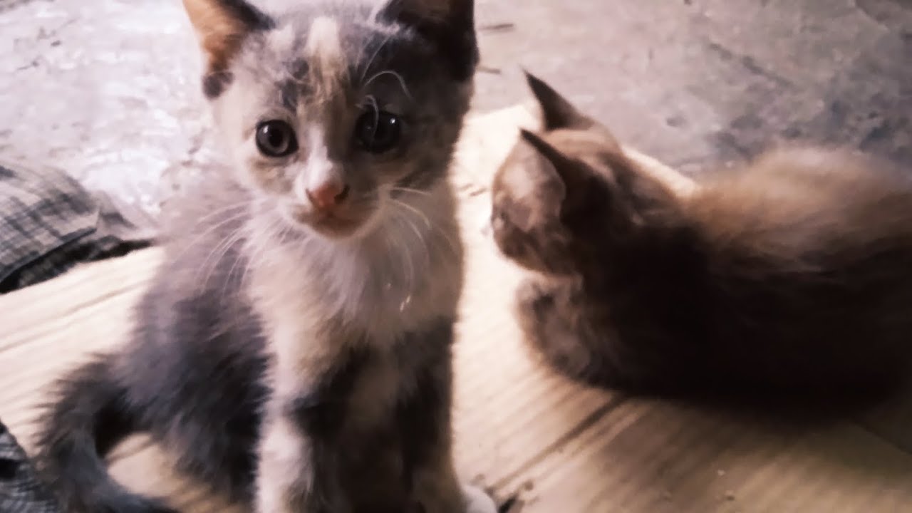 kucing bagus - YouTube