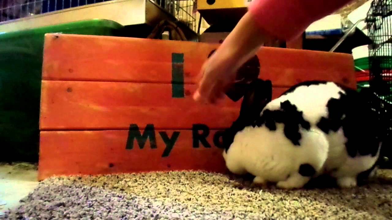 posing a Mini Rex Rabbit - YouTube