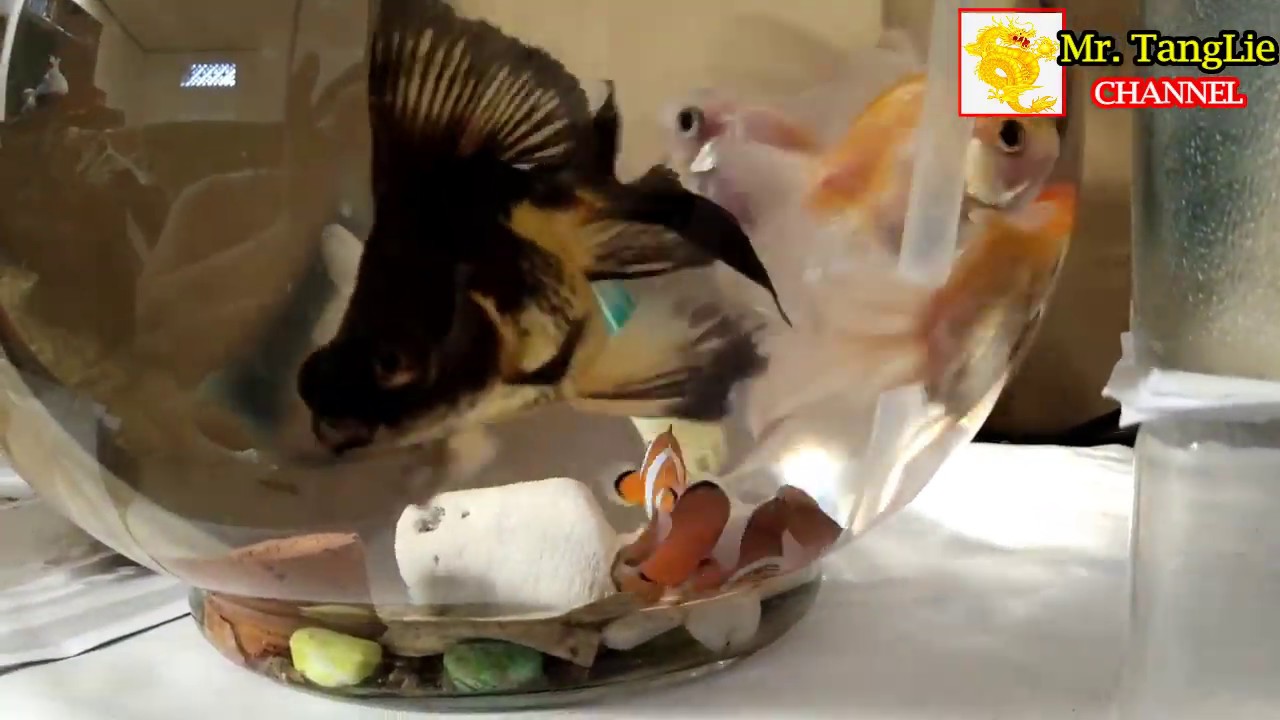 Ternyata Nemo Air Laut Bisa Hidup Di Air Tawar - YouTube