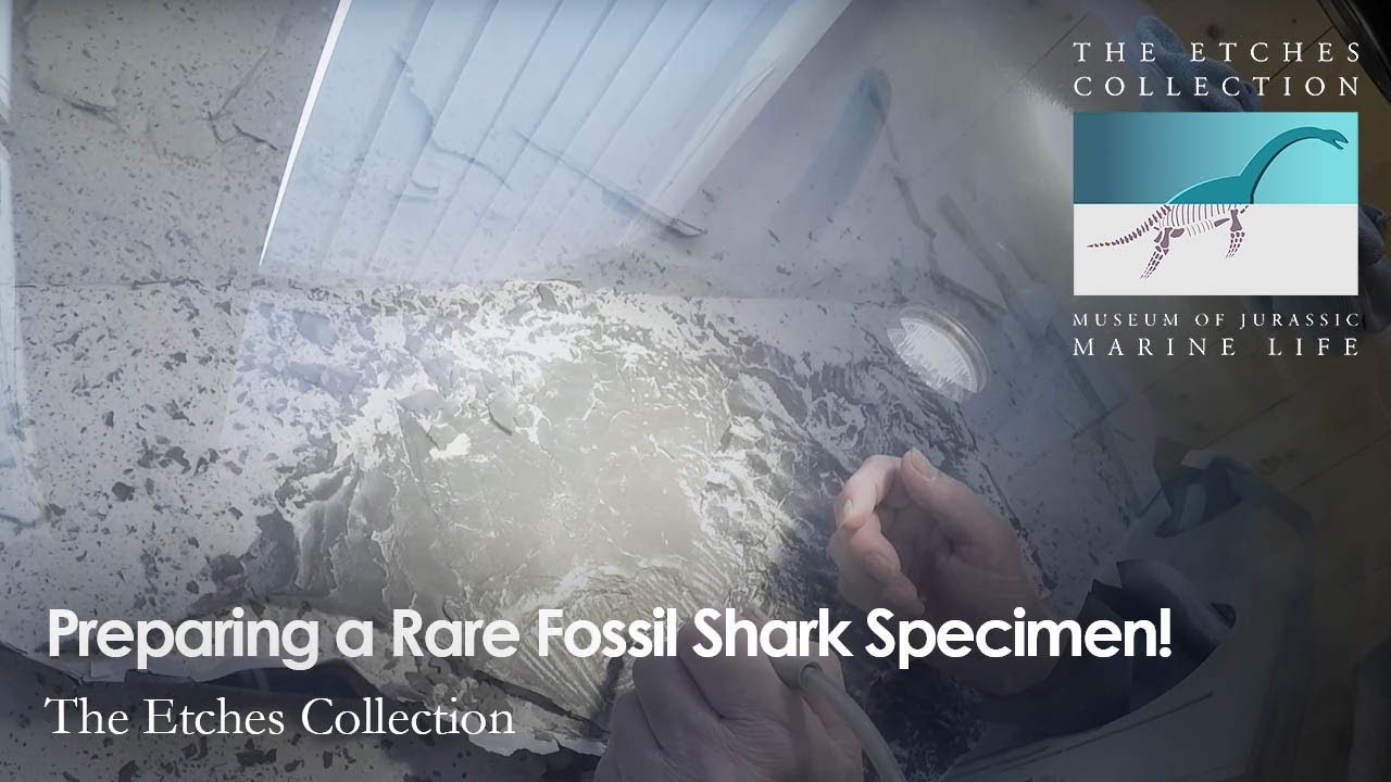 Preparing a Rare Fossil Shark Specimen! - YouTube