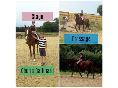 Séance | Stage de Dressage avec Cédric Gallinard - YouTube