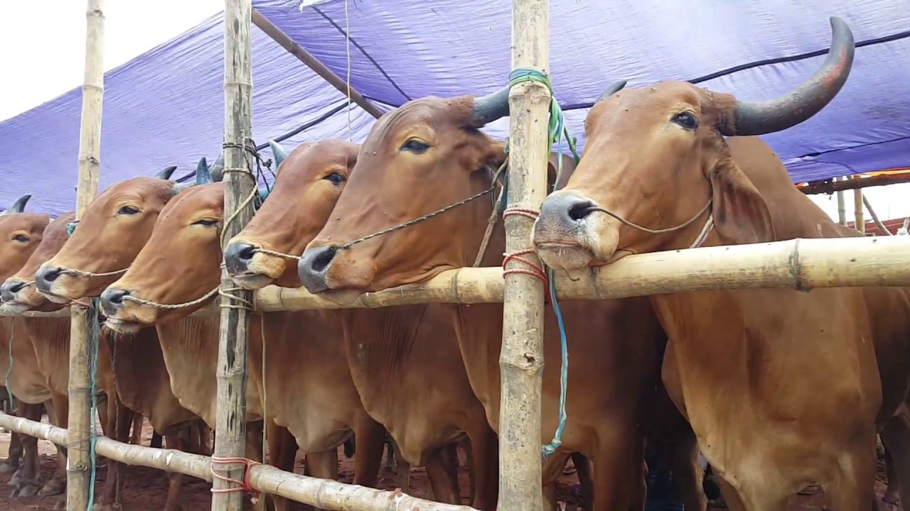 Top 10 cow videos। Very biggest Indian cow market। part 637 - YouTube