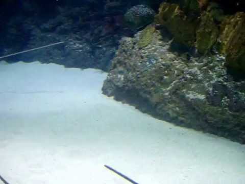 Houston Texas Aquarium 166