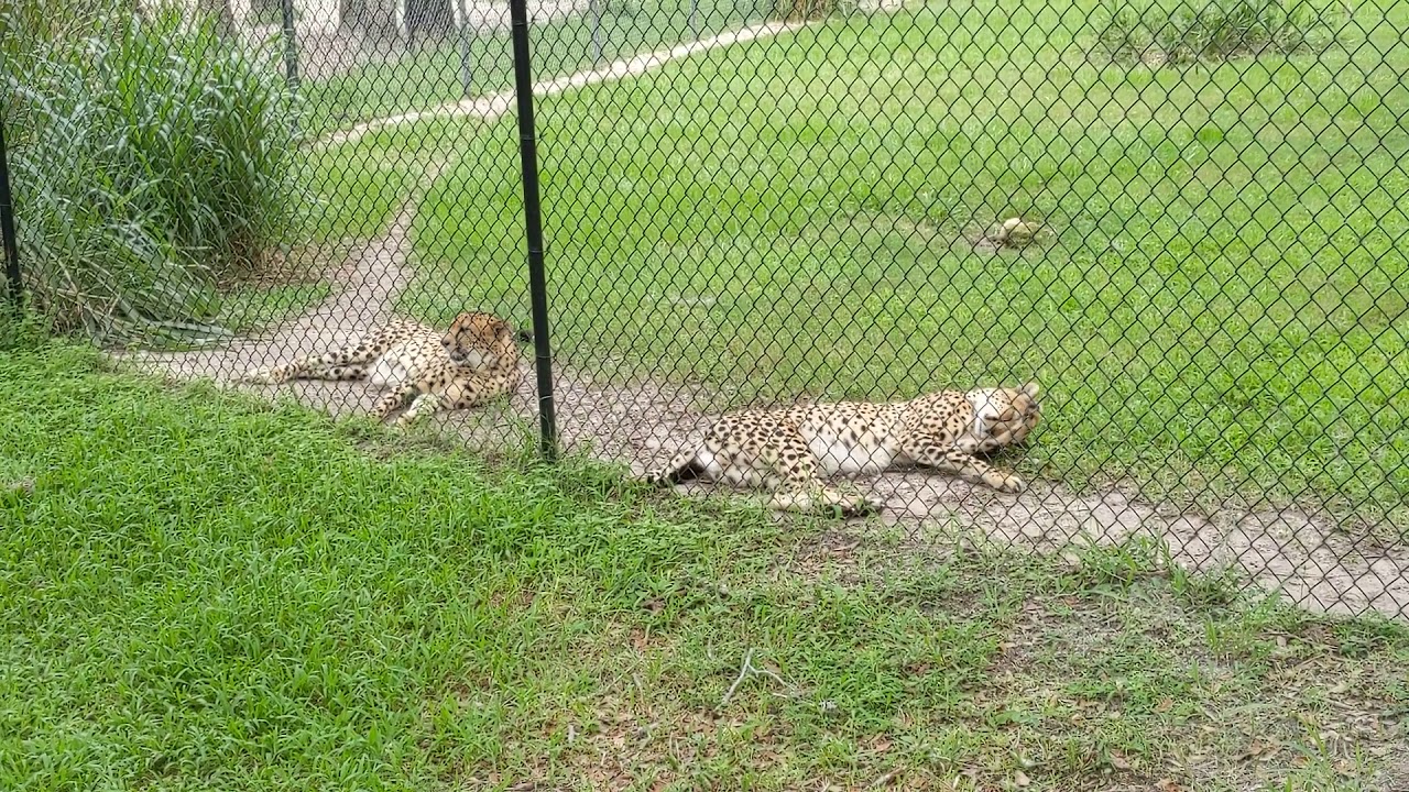 Cheetah Brothers Relax in Grass End of Day at Central Florida Zoo - YouTube