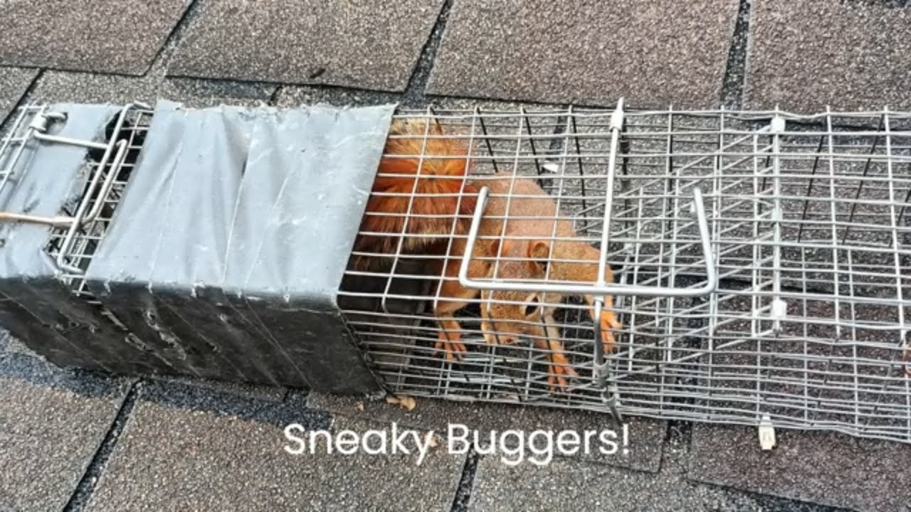 Red Squirrel at Attic Fan | Informed Guess Pays Off - YouTube