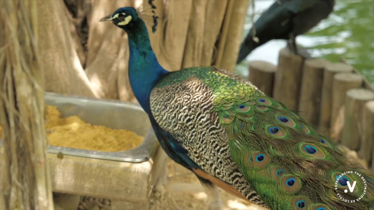 The National Aviary of Colombia - YouTube