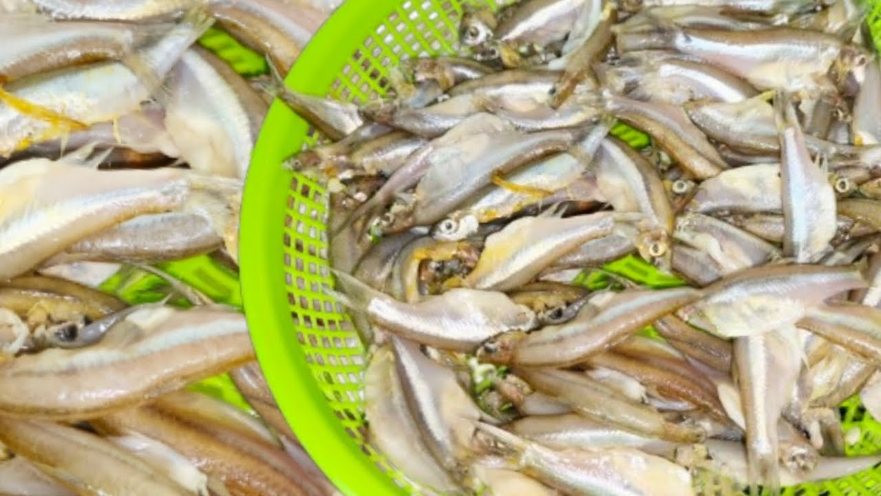 Marwa Fish || Chhoti Machhali Ka Sawad Hi 😅Gazab Ka Hota Hain # ...
