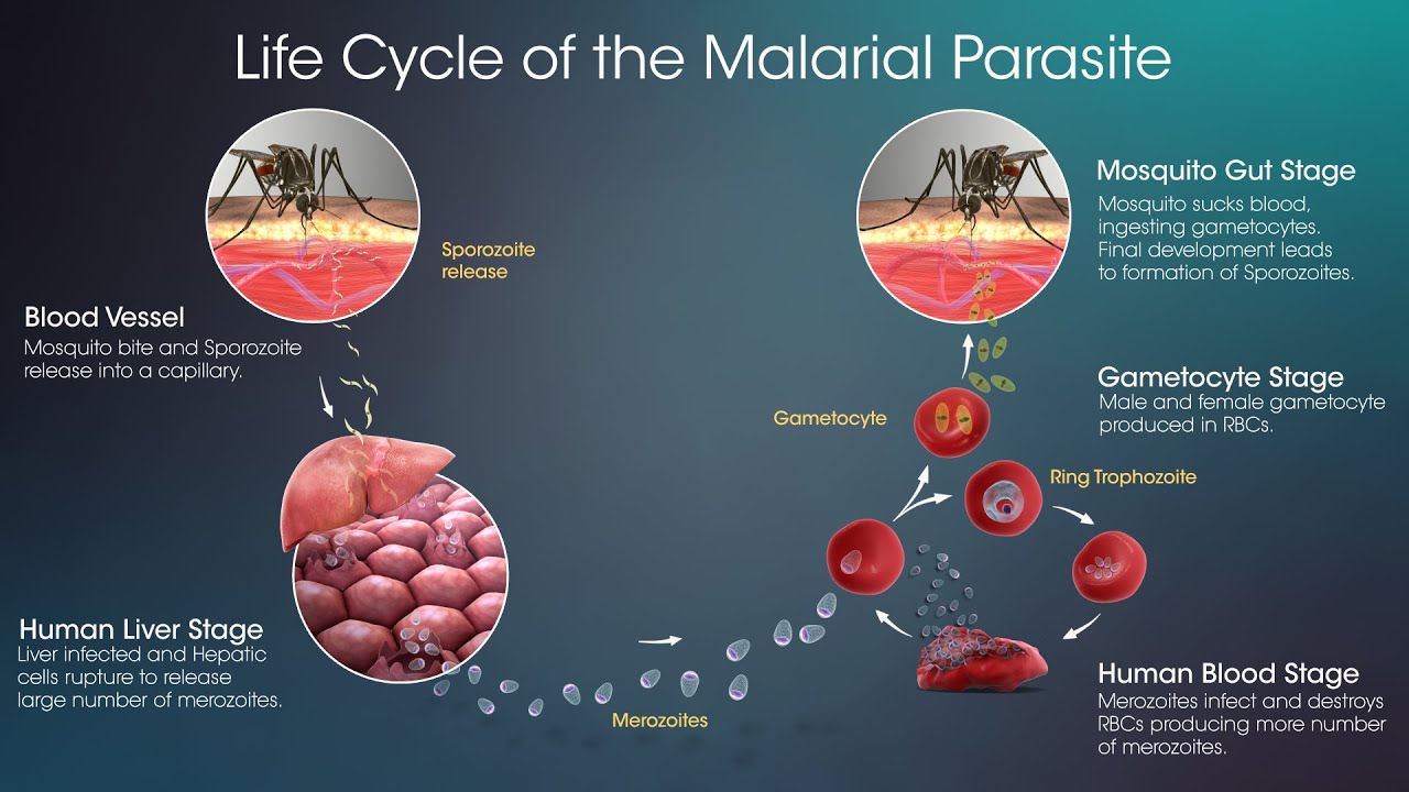 Malaria : Etiologi, Siklus Hidup Plasmodium, Jenis Malaria ...