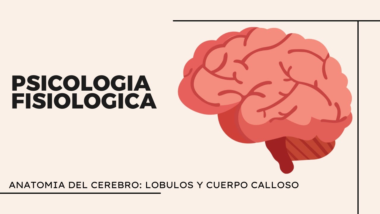Psi. Fisiologica (UNED/UOC) - ANATOMIA del cerebro: Lobulos y función ...